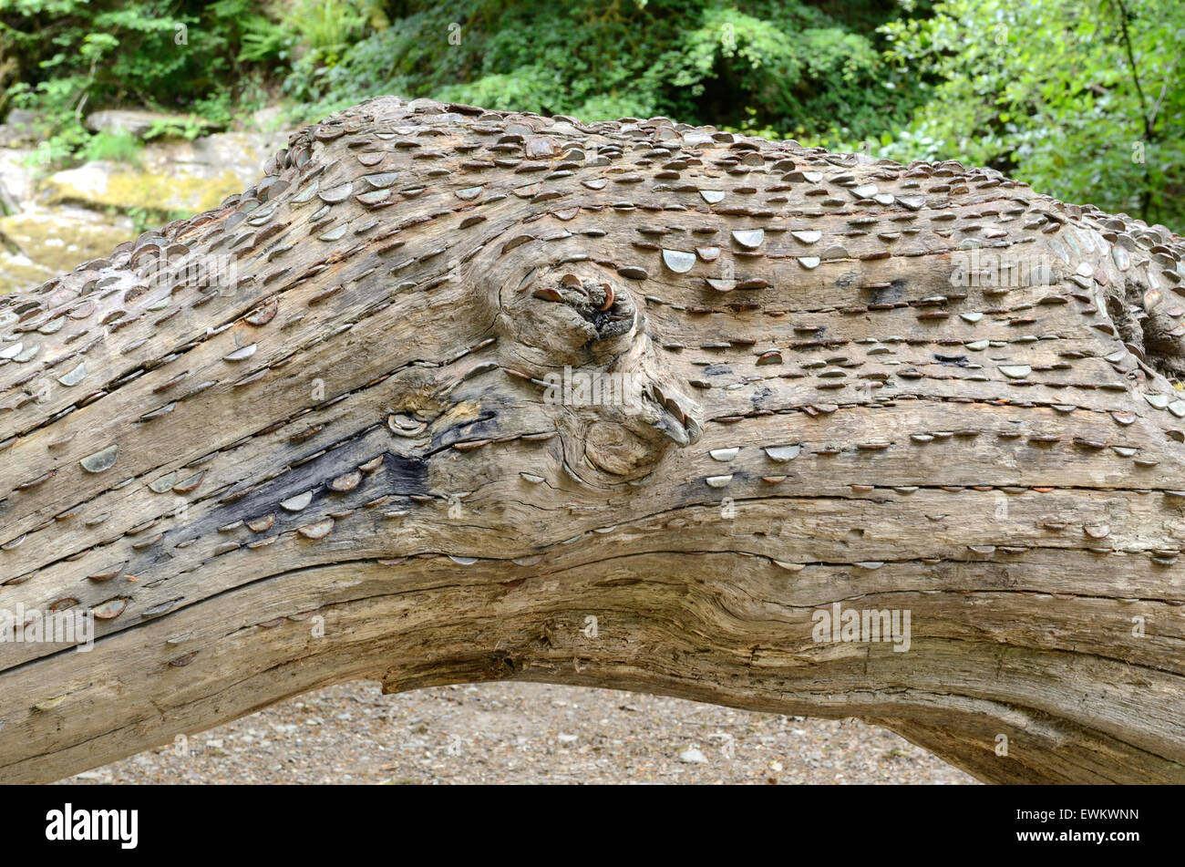 Coins in tree hi-res stock photography and images - Alamy