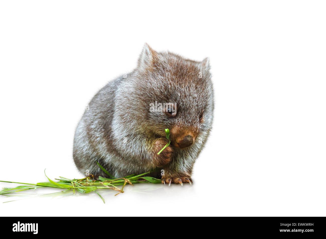 Australian wombats hi-res stock photography and images - Alamy