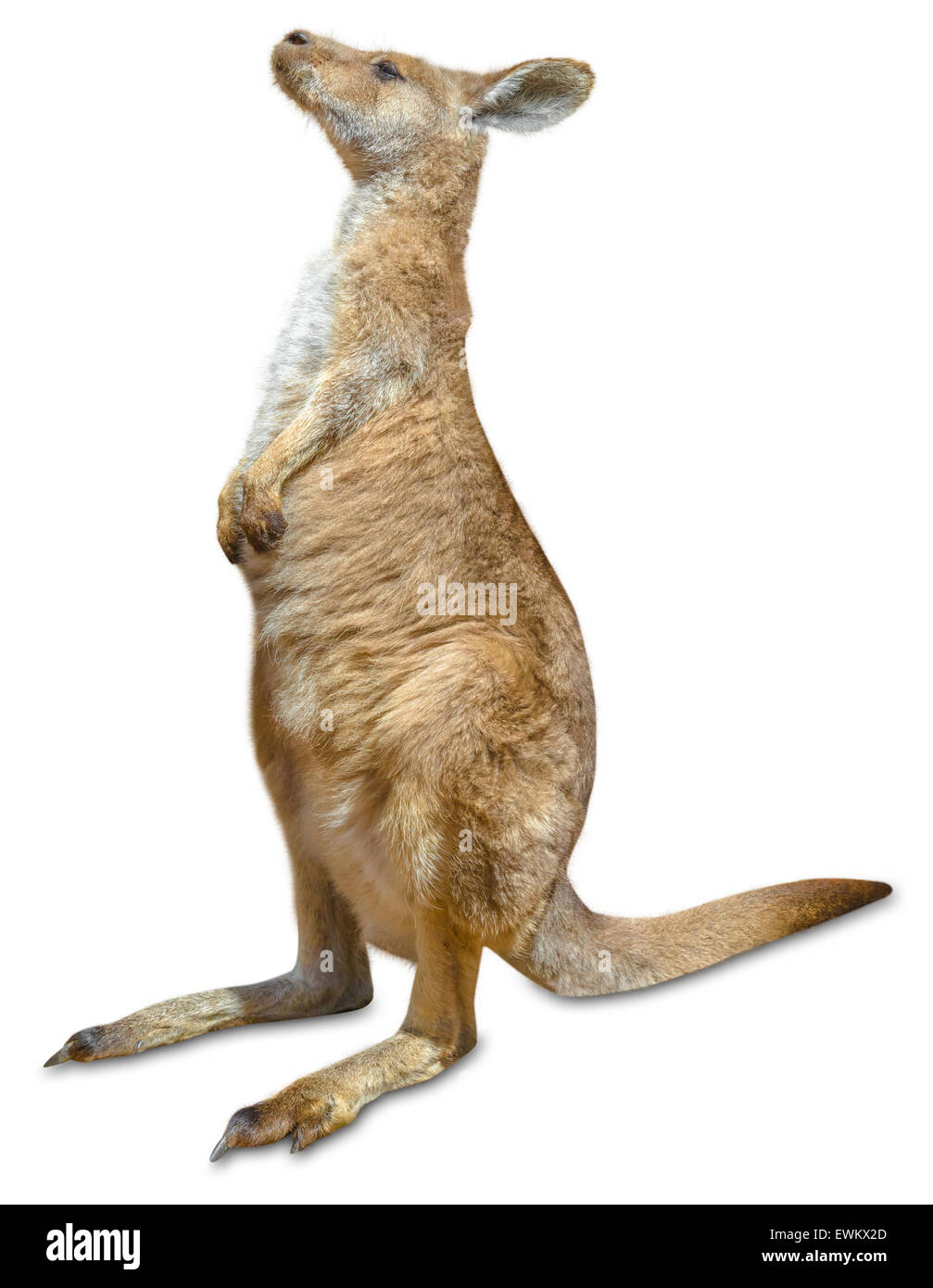 Red Kangaroo isolated Stock Photo - Alamy