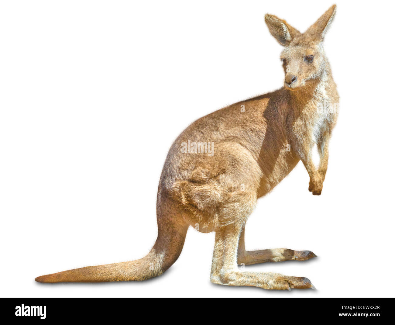 Kangaroo Cut Out Stock Images & Pictures - Alamy