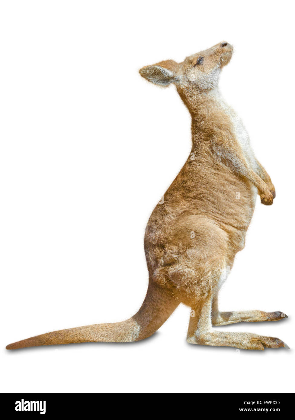 Kangaroo Standing On Tail