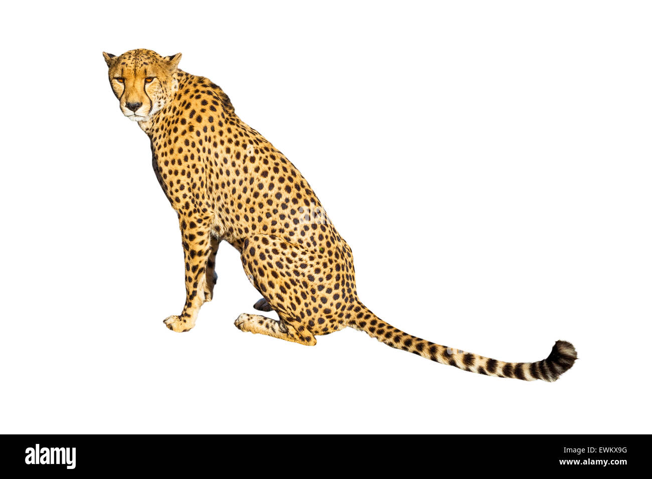 Cheetah side view Cut Out Stock Images & Pictures - Alamy