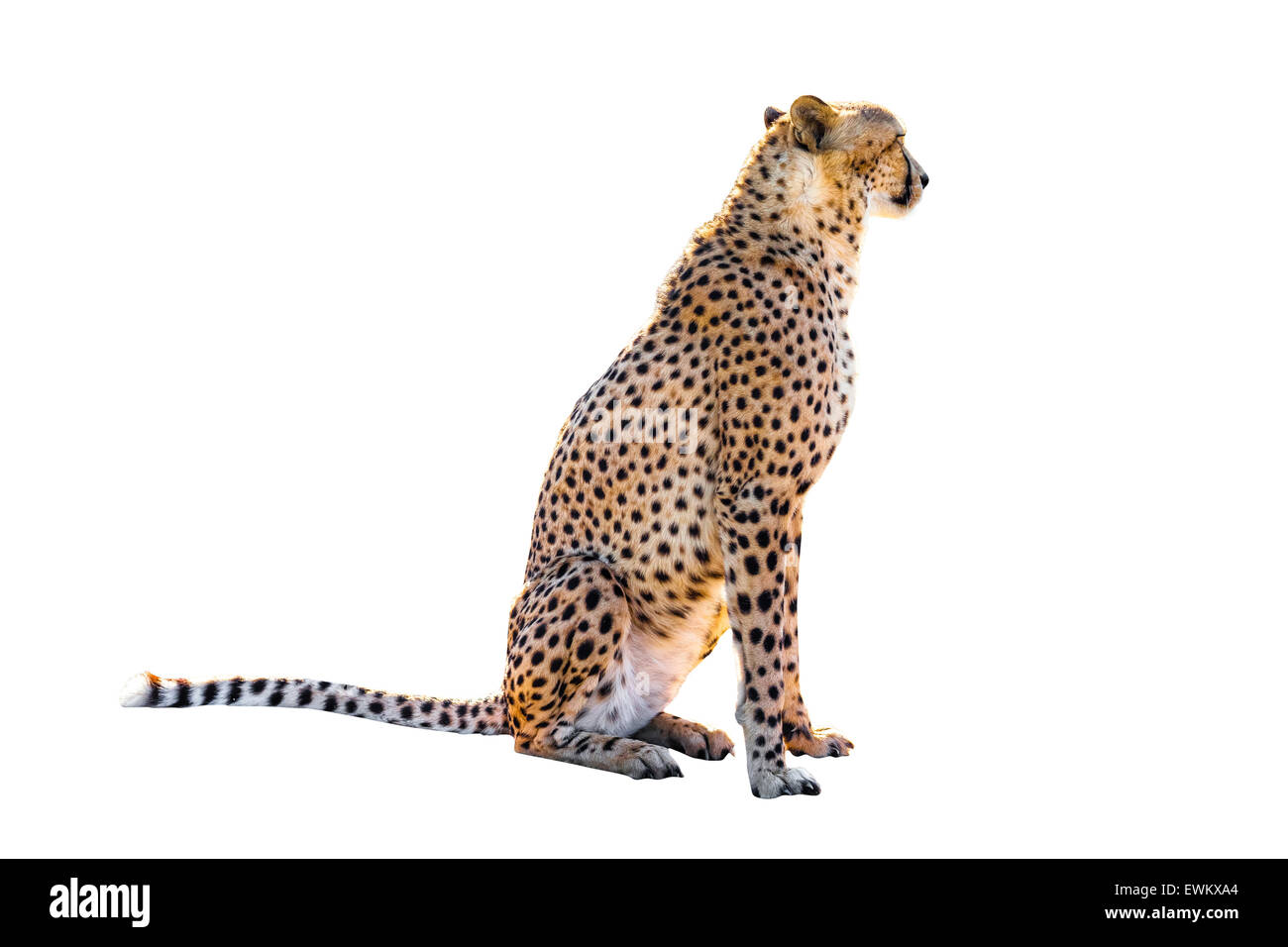 Cheetah side view Cut Out Stock Images & Pictures - Alamy
