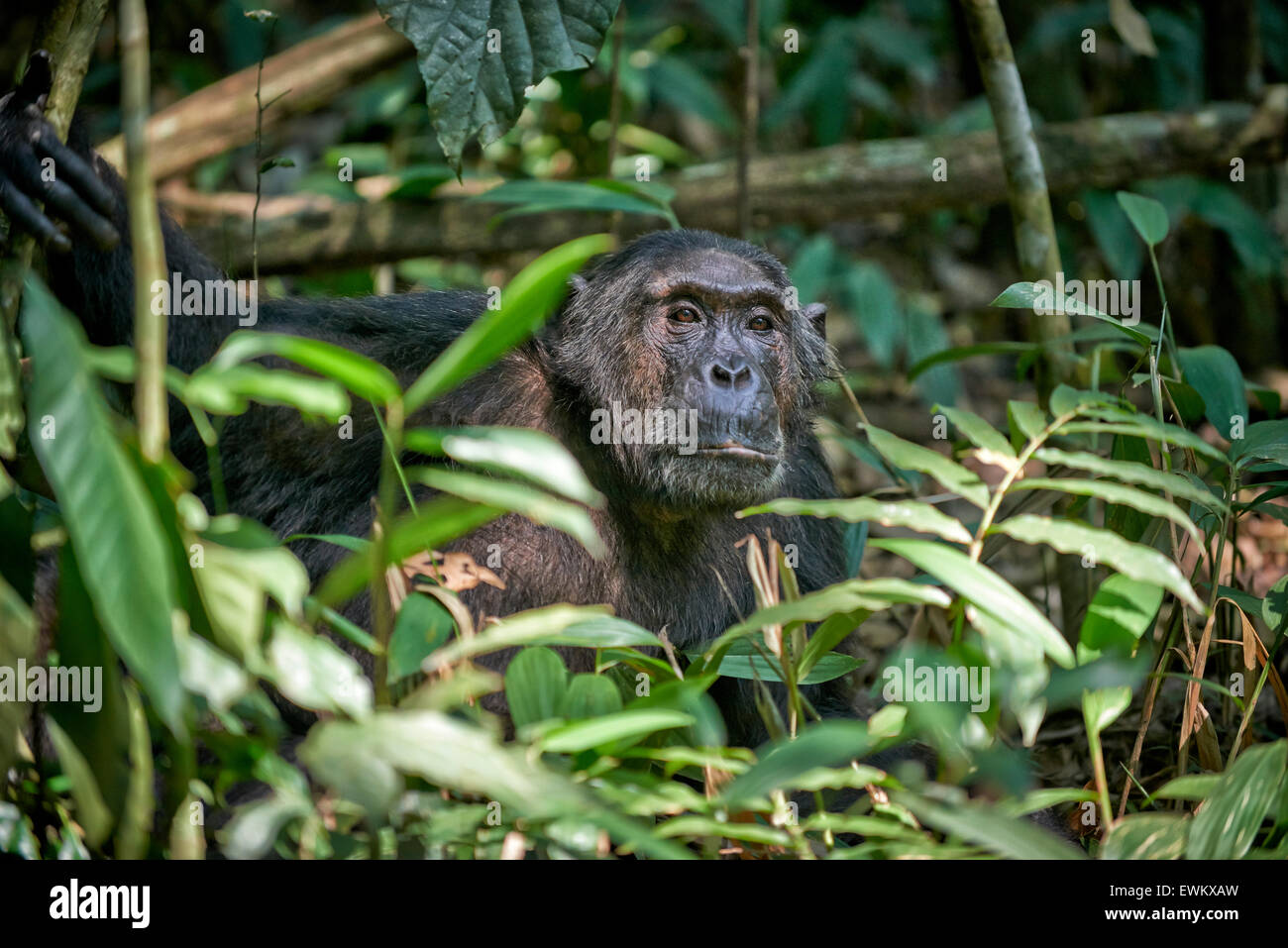 Common chimpanzee, Pan troglodytes, Kibale National Park, Fortl Portal ...