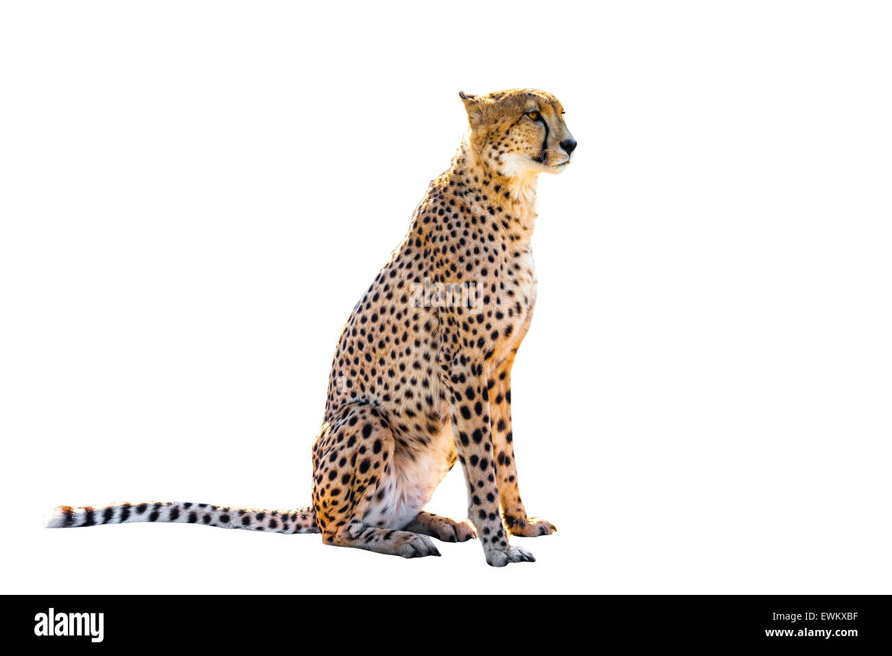 Cheetah side view Cut Out Stock Images & Pictures - Alamy