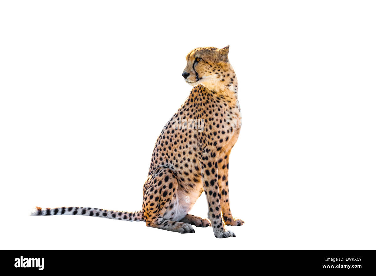 Cheetah side view Cut Out Stock Images & Pictures - Alamy