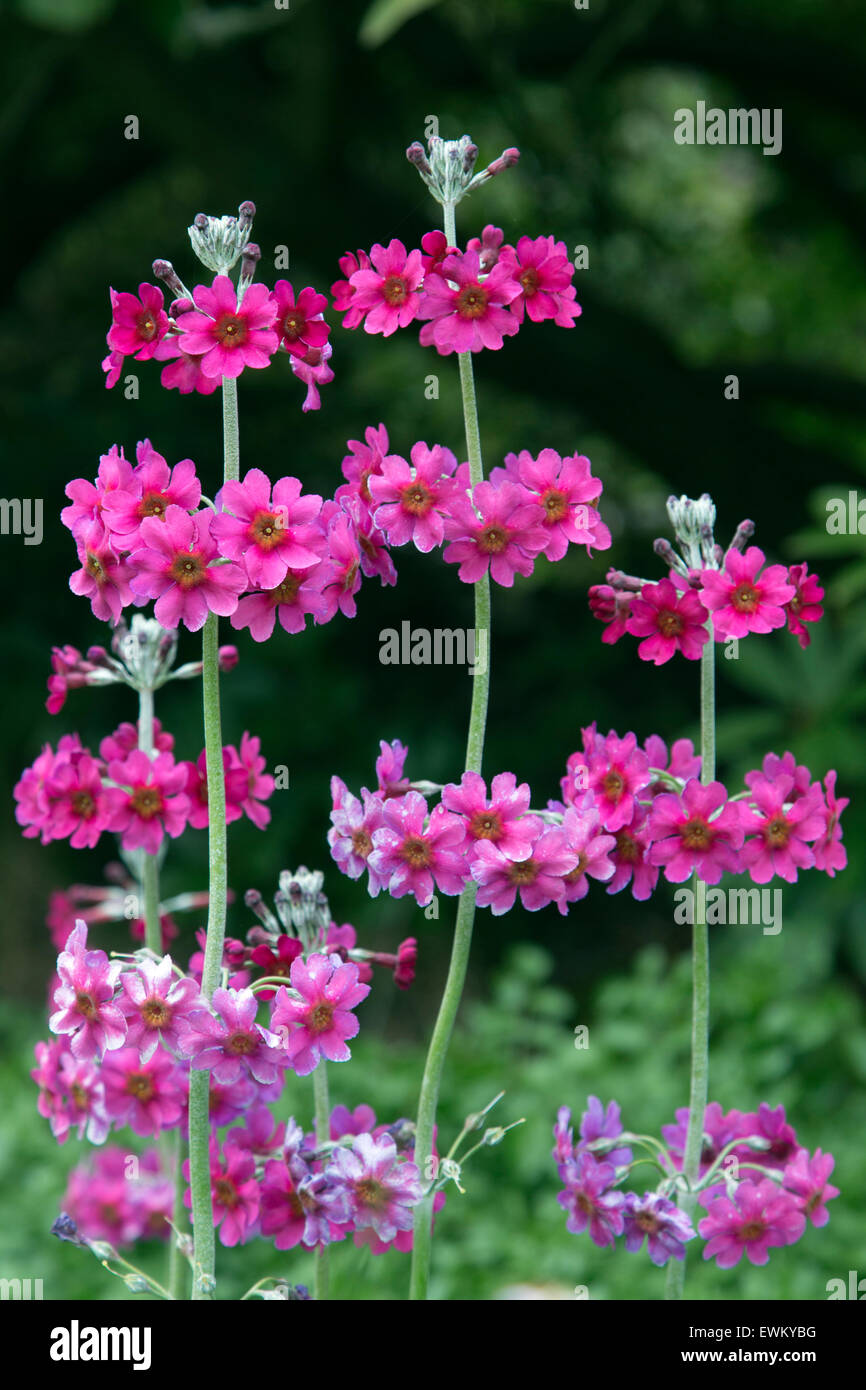 Evergreen perennials hi-res stock photography and images - Alamy