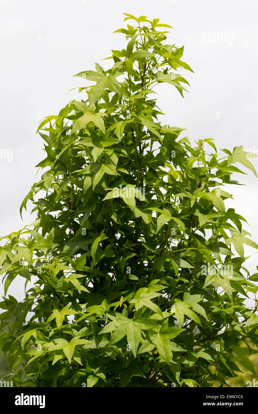 Summer foliage of the columnar form of the sweet gum tree, Liquidambar ...