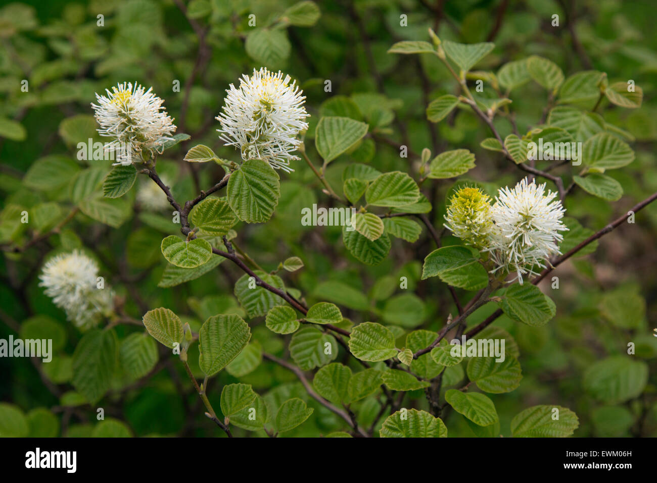 Fothergilla major hi-res stock photography and images - Alamy