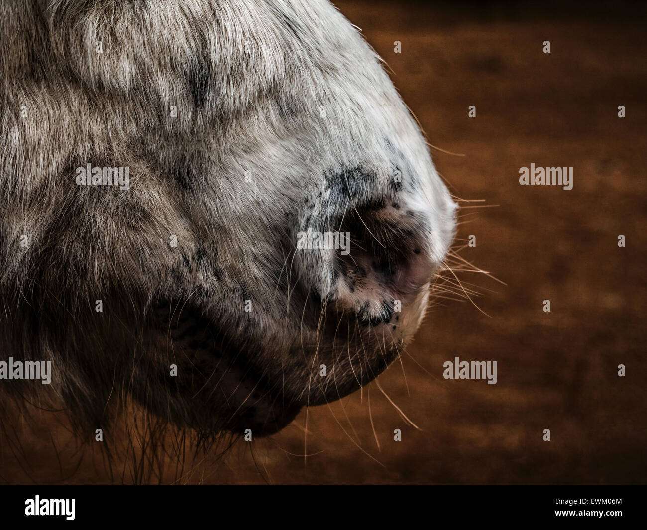 Nose horse close up macro hi-res stock photography and images - Alamy
