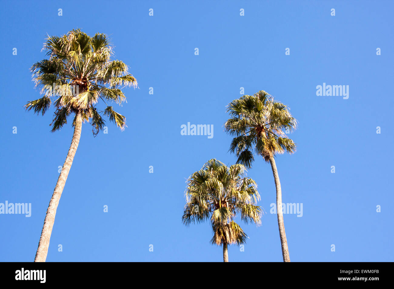 Three tall palm trees hi-res stock photography and images - Alamy