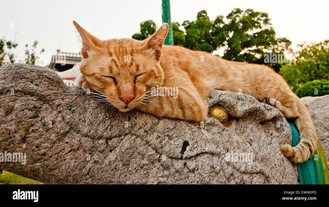 Sleeping crocodile hi-res stock photography and images - Alamy