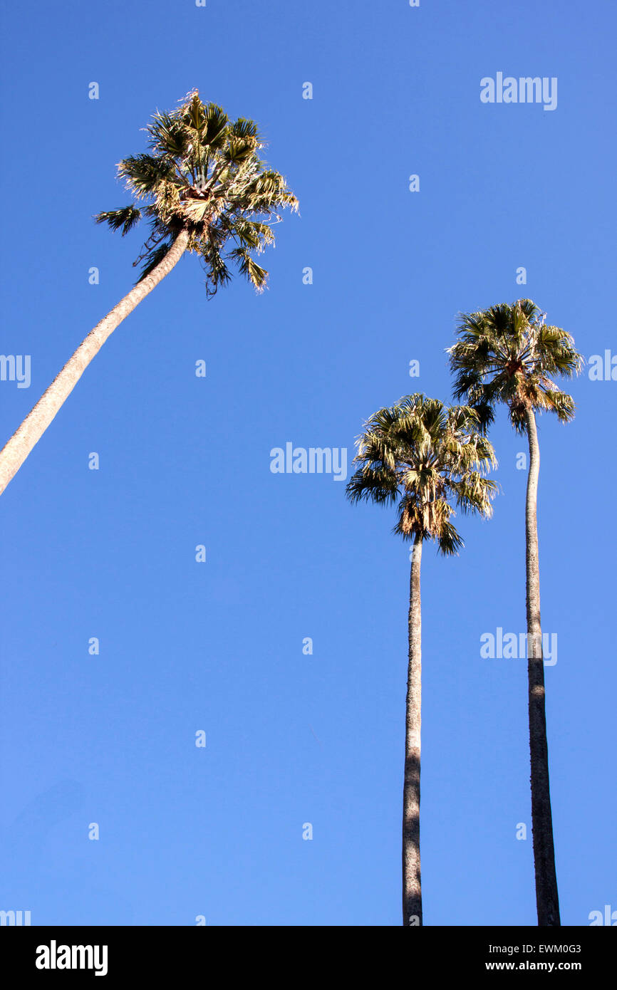 Upward view of three tall palm trees against bright blue sky Stock ...