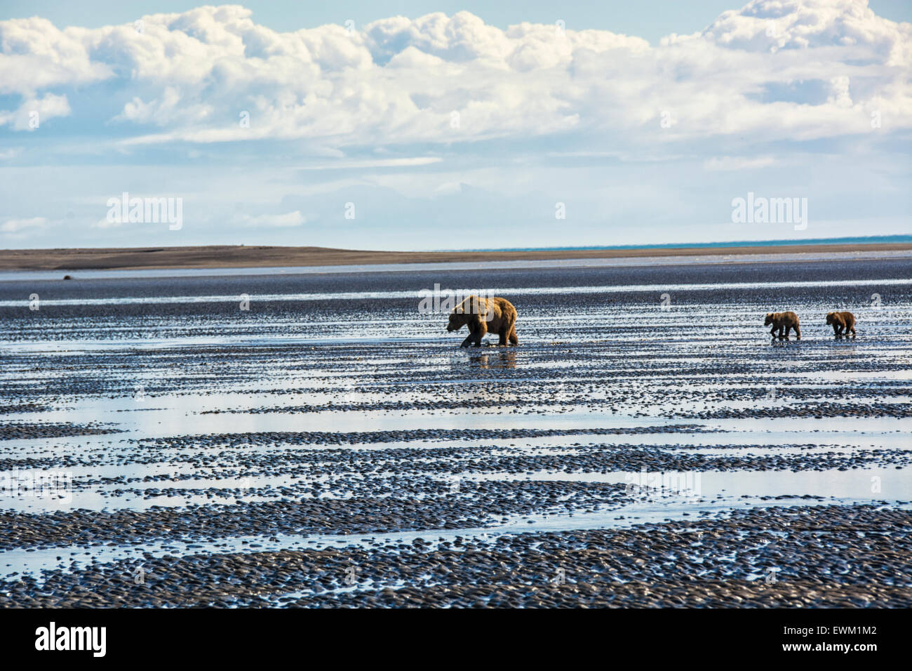 Grizzly Bear Mother leading two Spring Cubs, Ursus arctos, walking ...