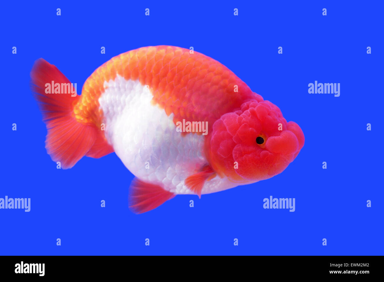 Lionhead Ranchu Goldfish