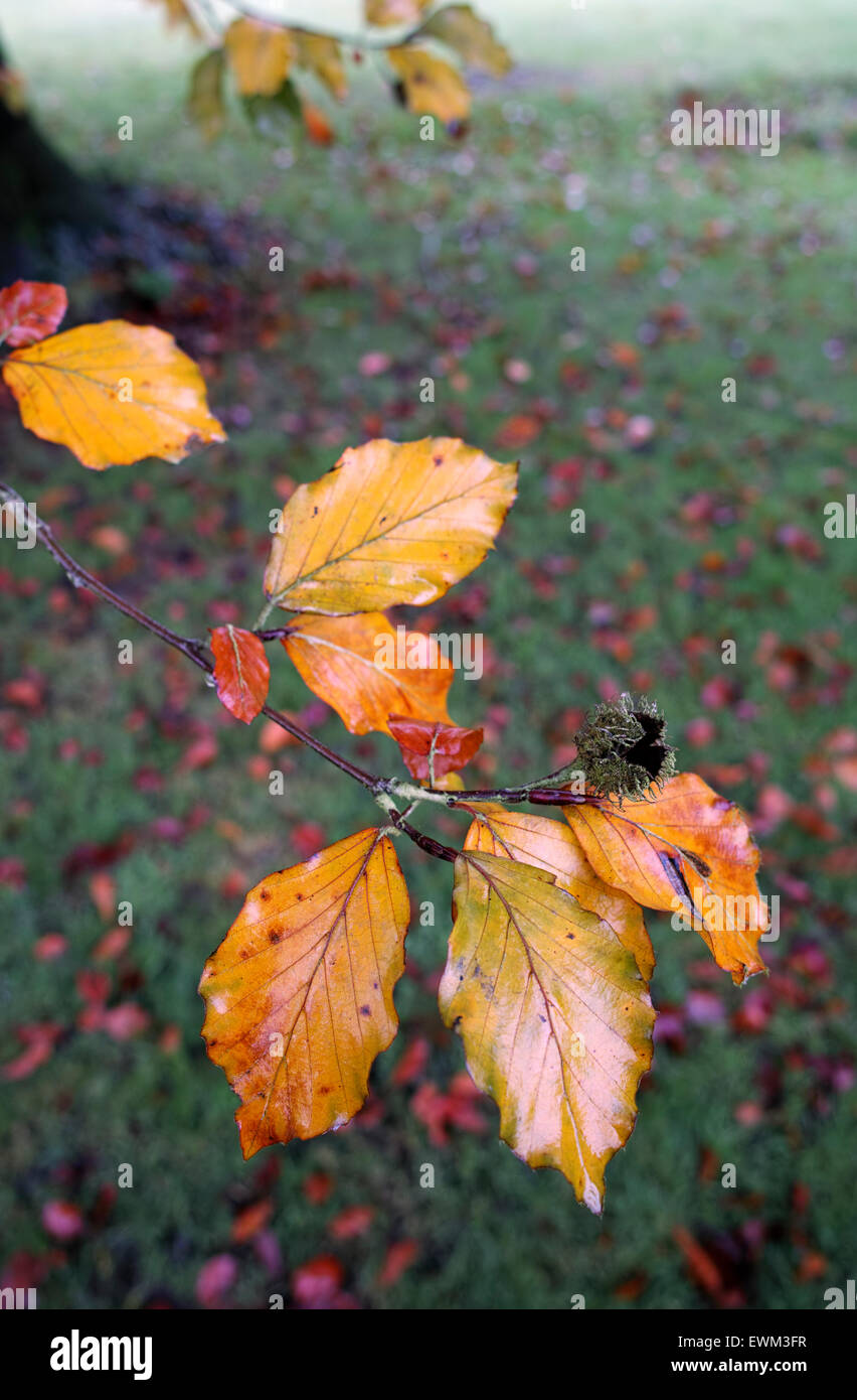 Autumn Beach Leaves Stock Photo - Alamy