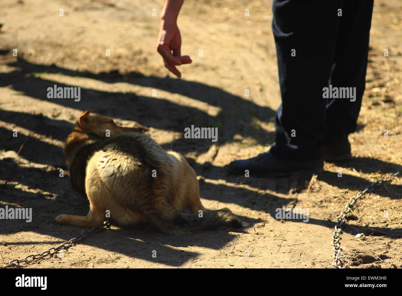 master scolding his dog in the village Stock Photo - Alamy