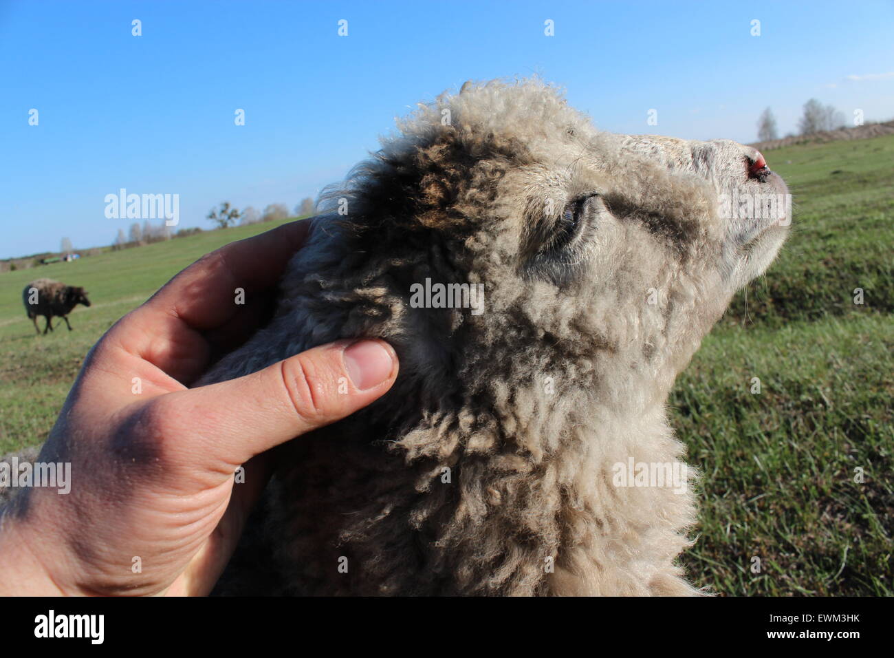Human breed hi-res stock photography and images - Alamy