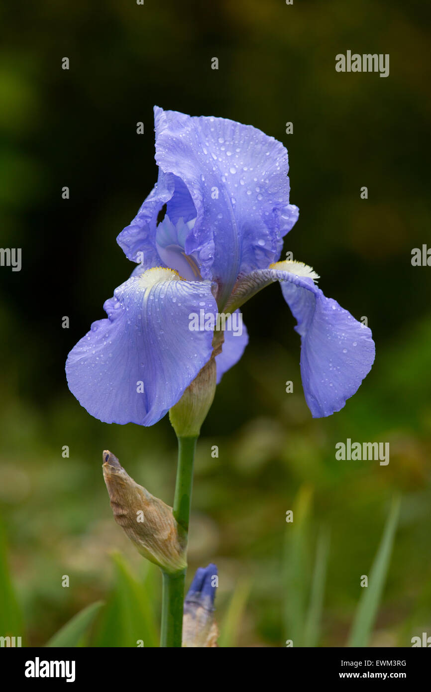 Iris Ola Kala Stock Photo - Alamy
