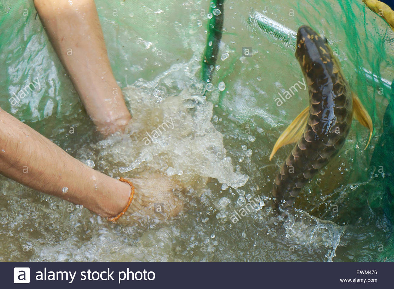 Arowana Stock Photos & Arowana Stock Images - Alamy
