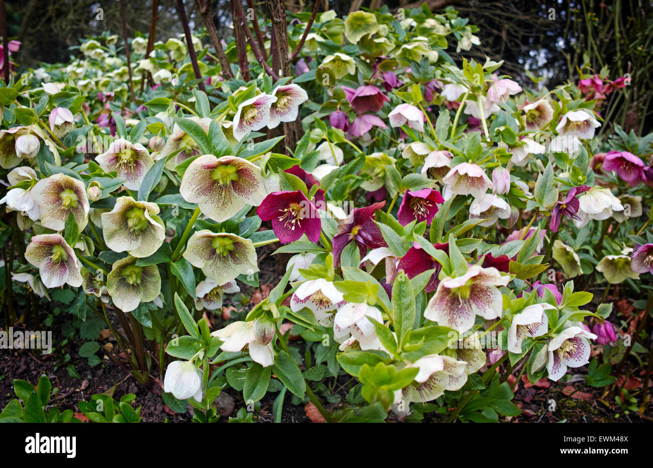 Hellebores hi-res stock photography and images - Alamy
