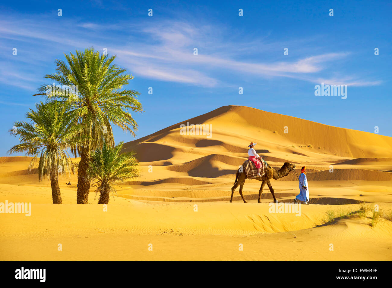 Tourist on camel ride, Erg Chebbi desert near Merzouga, Sahara, Morocco ...