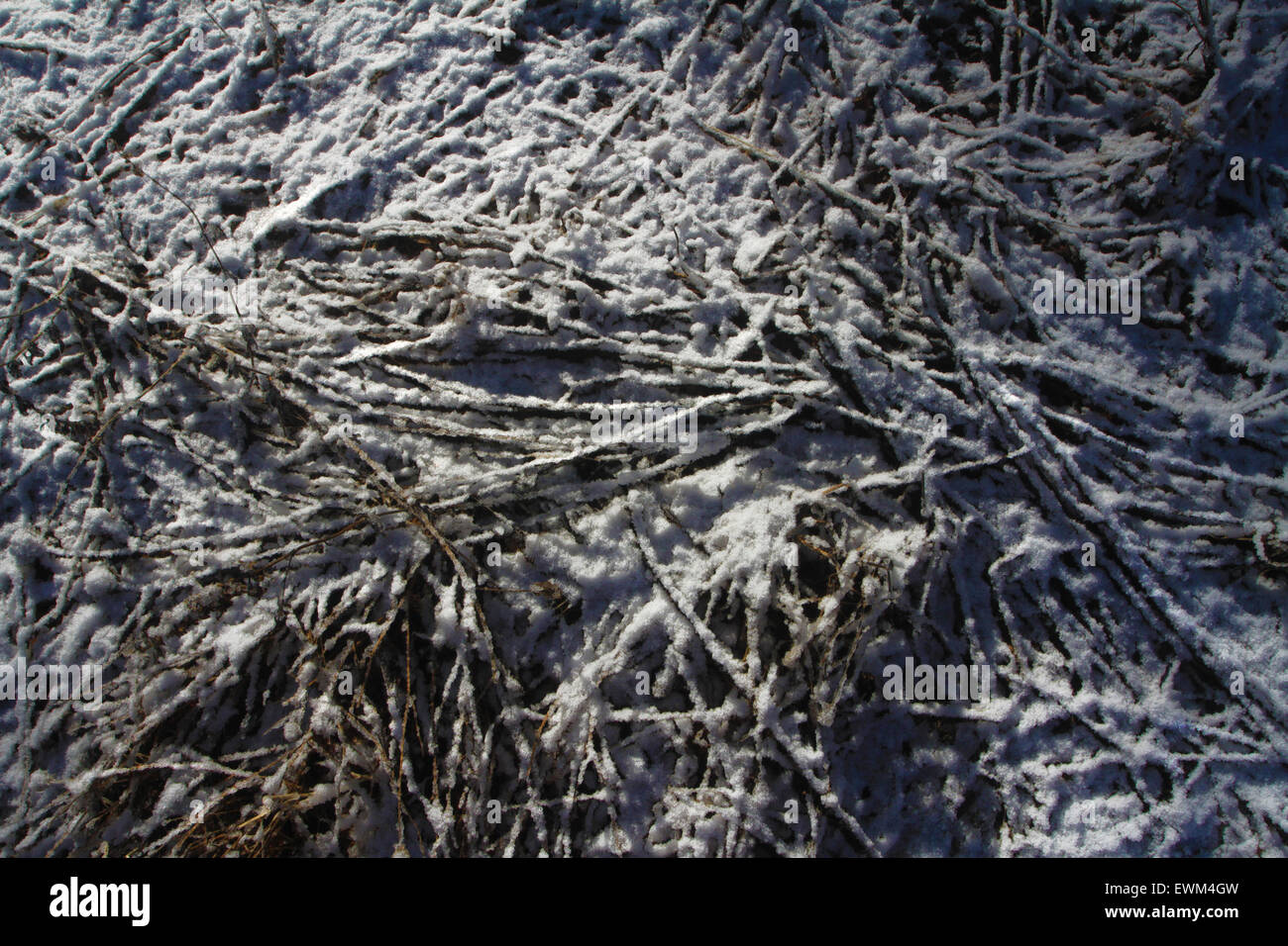 Closeup of snow on a pile of straw in winter Stock Photo - Alamy