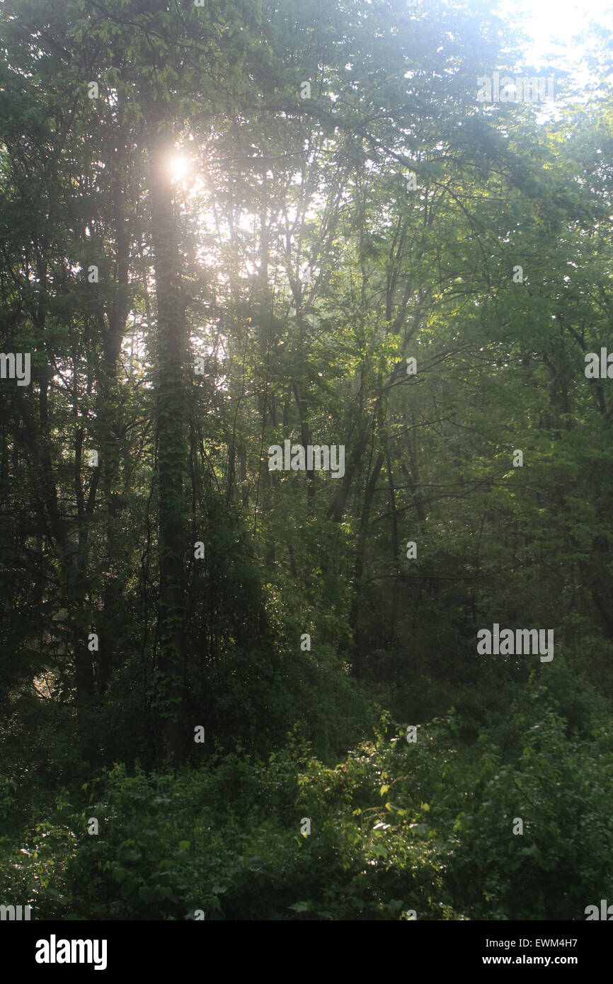 Sunlight slanting hi-res stock photography and images - Alamy