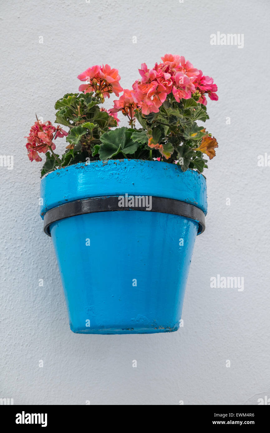 Blue plant pot and pink geraniums Stock Photo - Alamy