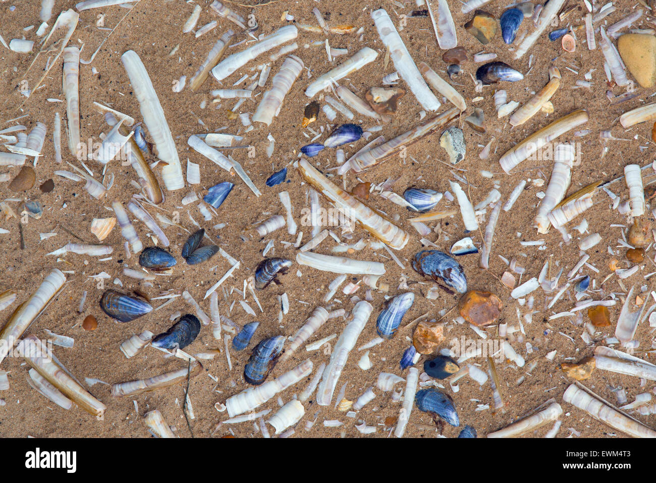 Razor shells hi-res stock photography and images - Alamy