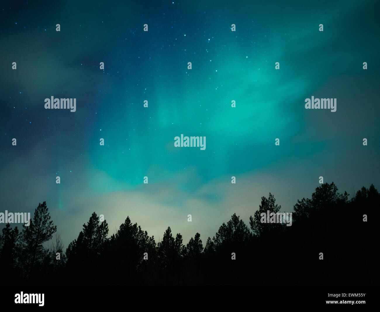 Turquoise Aurora Borealis in the Norwegian Arctic Circle sky over tree ...