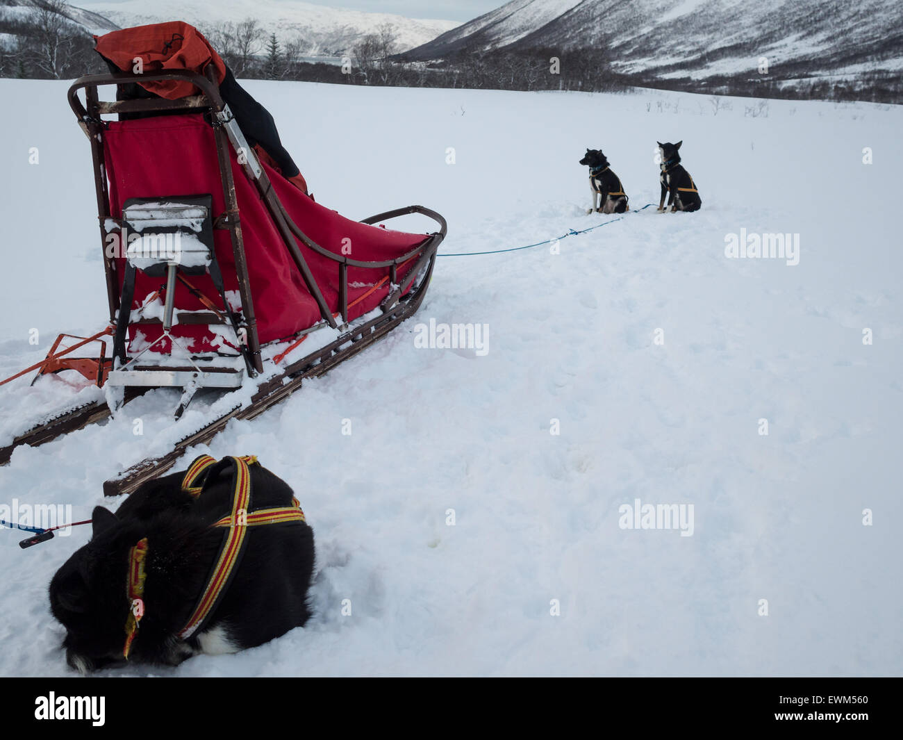 Dog sled and Siberian husky dogs in the snow covered landscape Stock ...