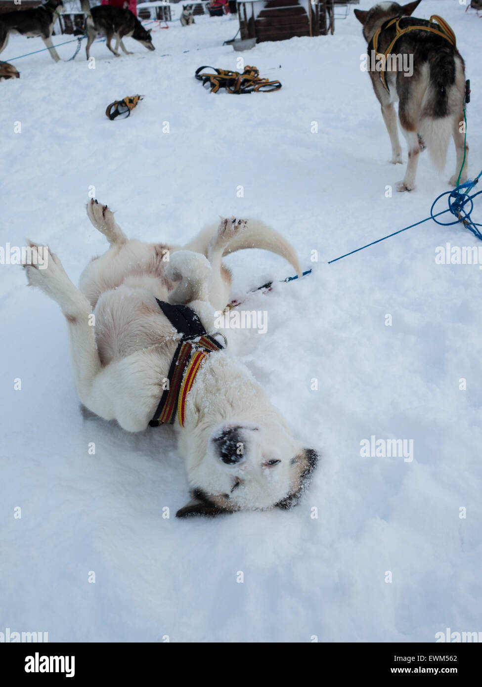 Husky playing in snow hi-res stock photography and images - Alamy