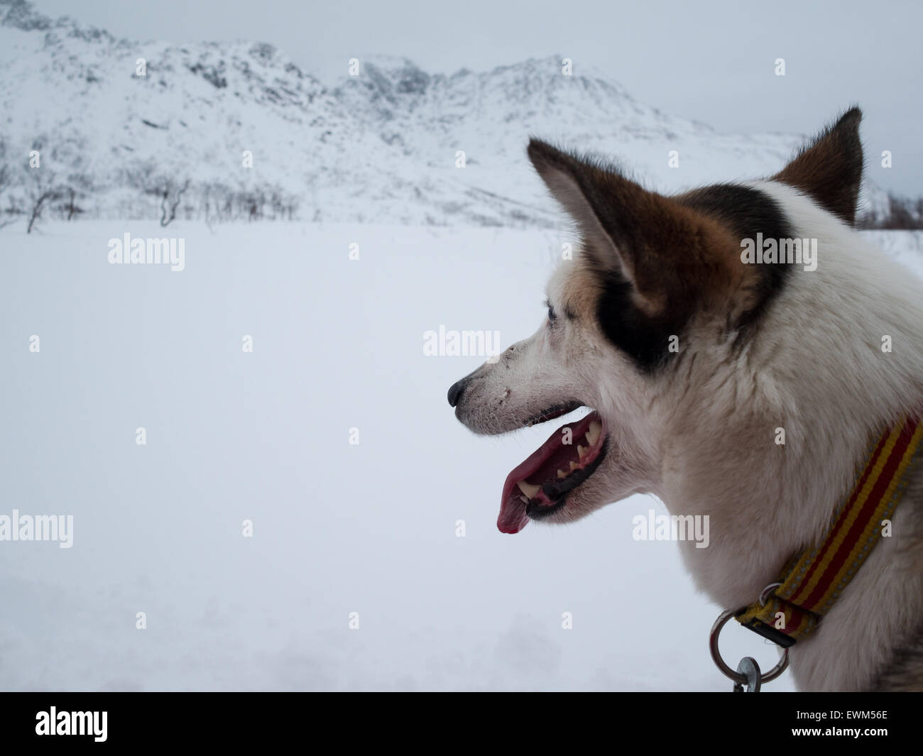 Siberian husky dog profile with white winter landscape Stock Photo - Alamy