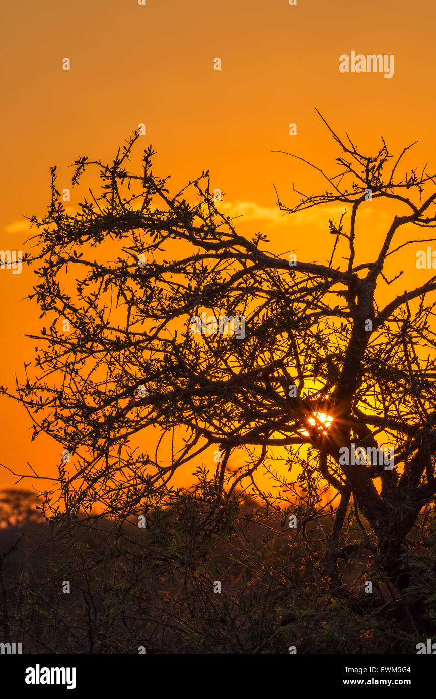 African tree sunset Stock Photo - Alamy
