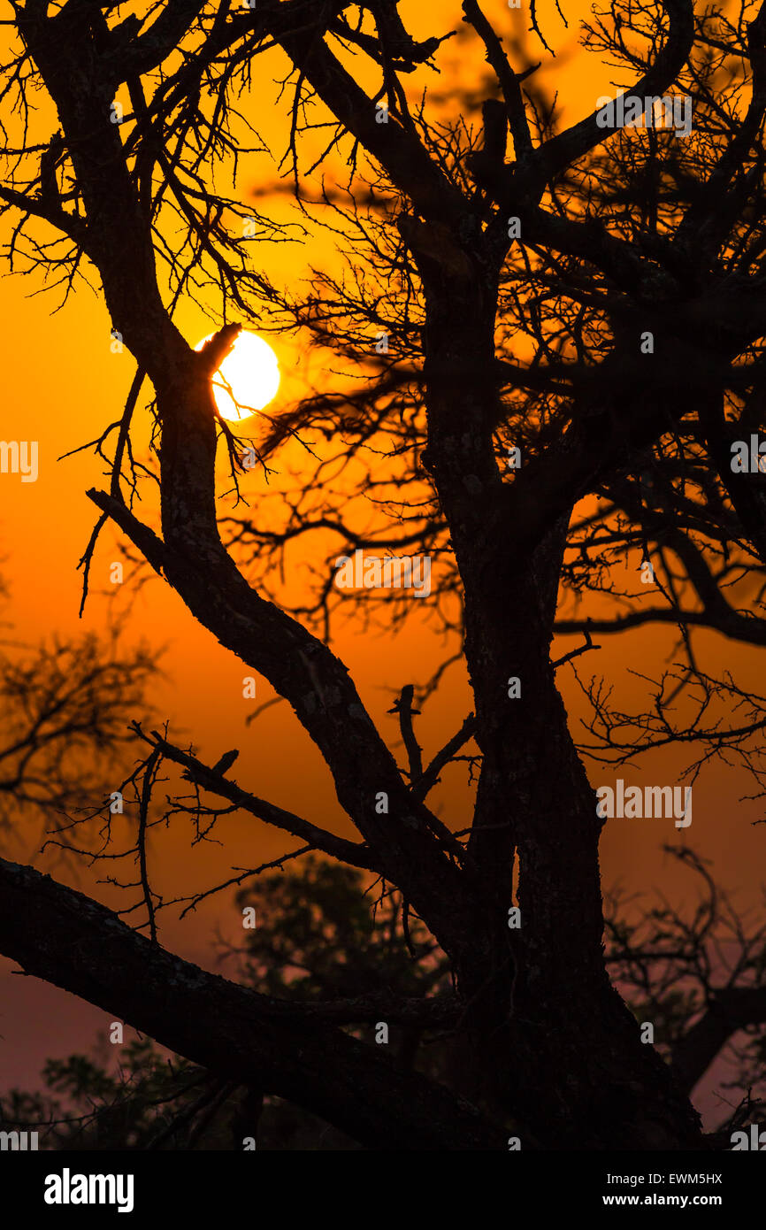 African tree at sunset Stock Photo - Alamy