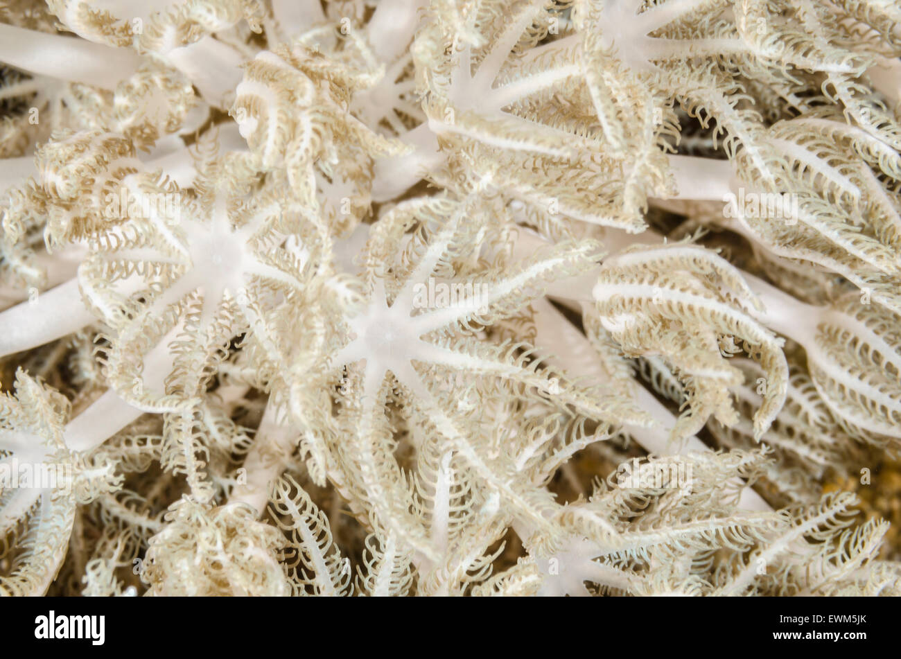 Pulsing coral xenia sp hi-res stock photography and images - Alamy
