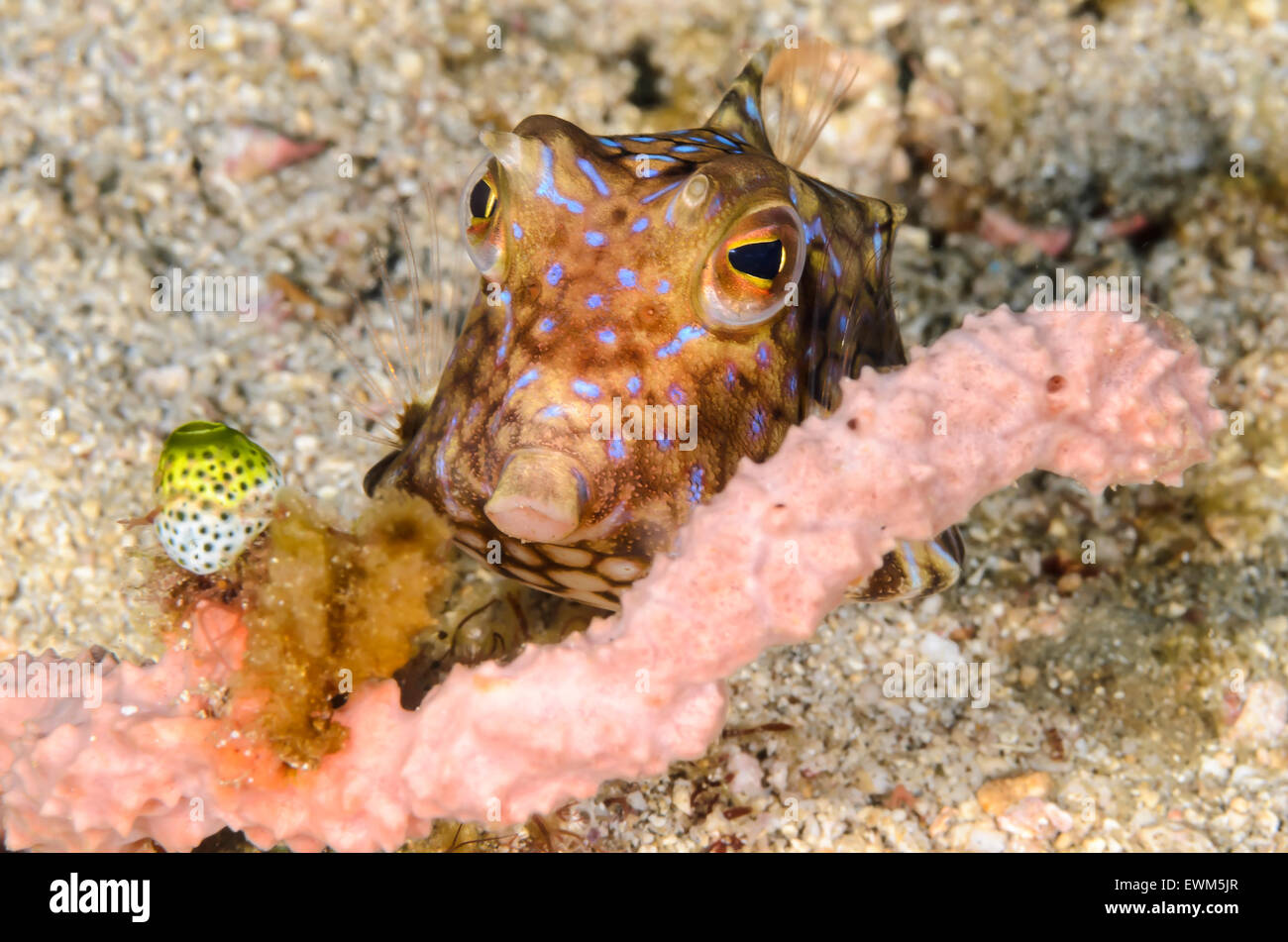 juvenile Thornback cowfish, Lactoria fornasini, Anilao, Batangas ...