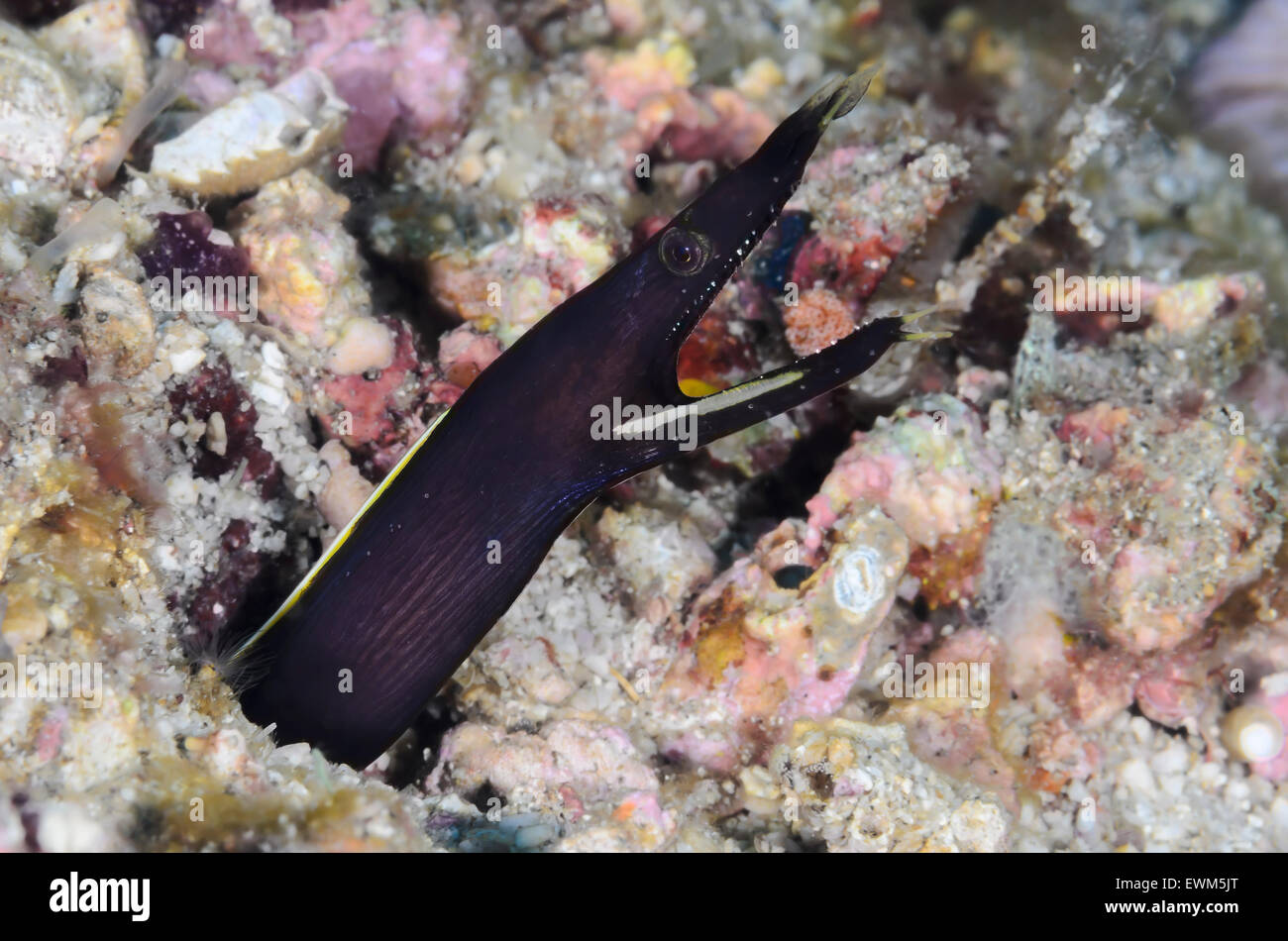 juvenile Blue ribbon eel, Rhinomuraena quaestia, Anilao, Batangas ...
