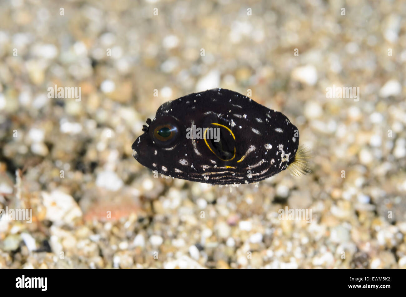 juvenile Map puffer, Arothron mappa, Anilao, Mabini, Batangas ...