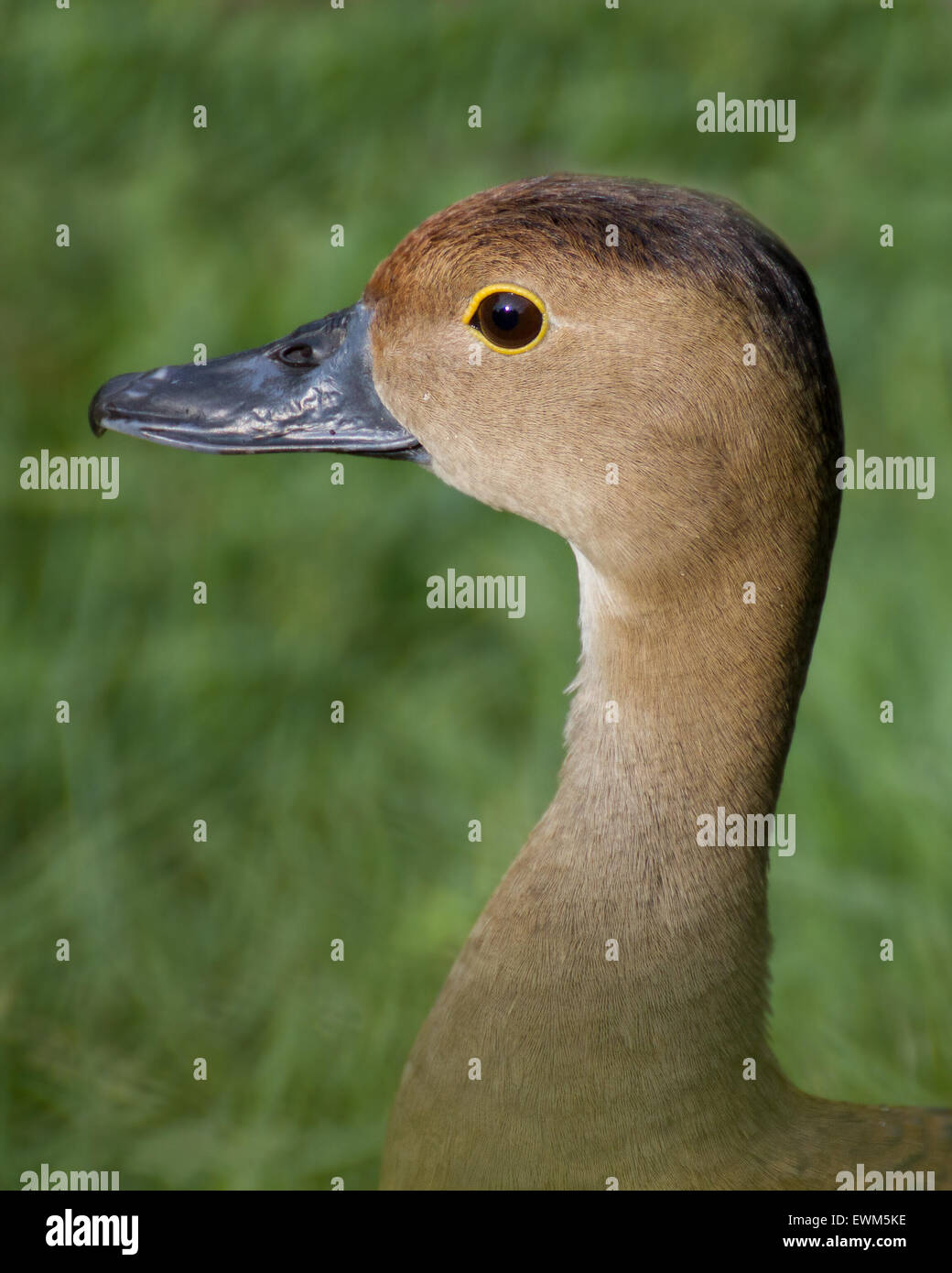 Whistling tree duck hi-res stock photography and images - Alamy
