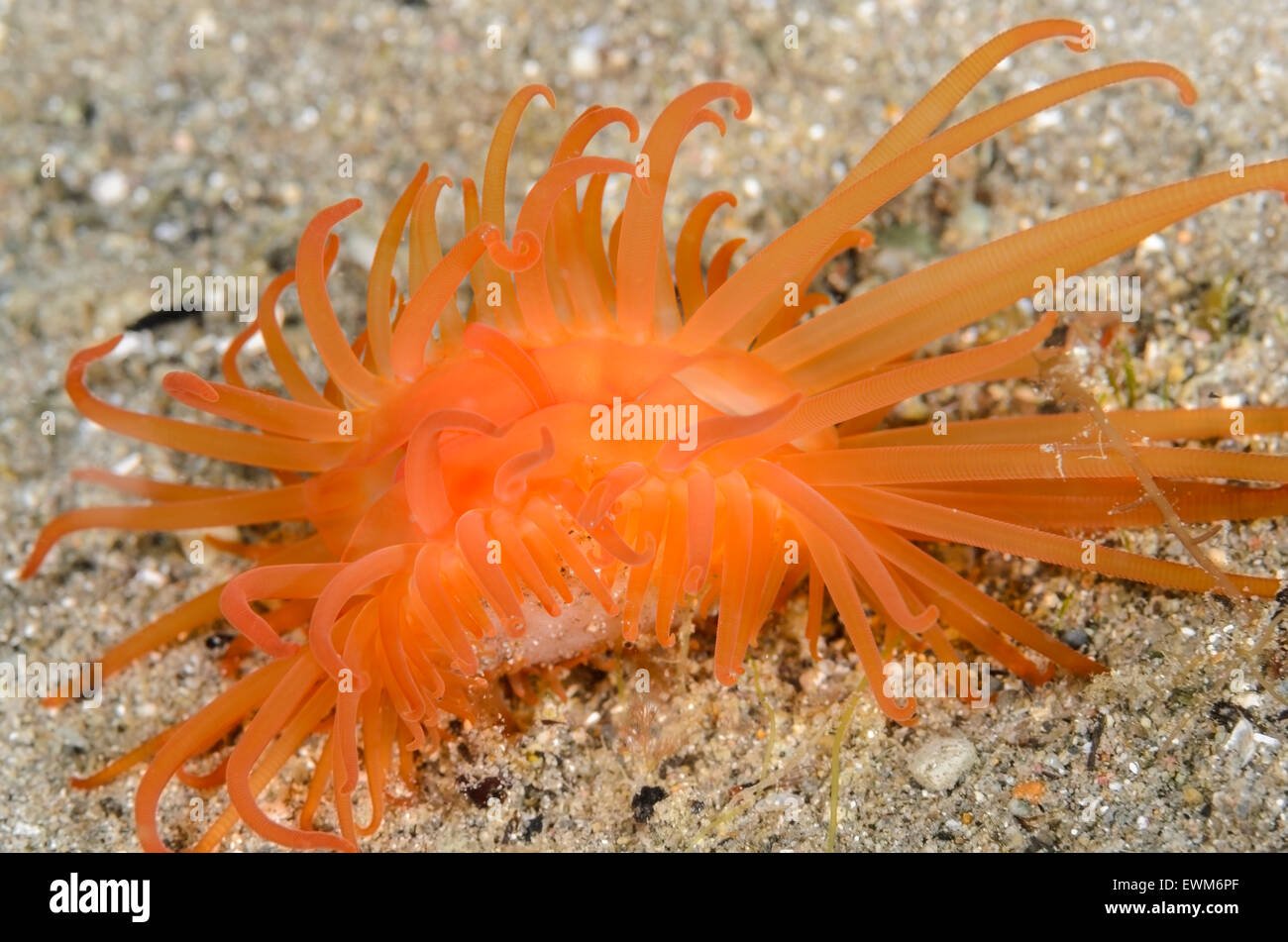 Orange file clam, Limaria basilanica, Anilao, Batangas, Philippines ...
