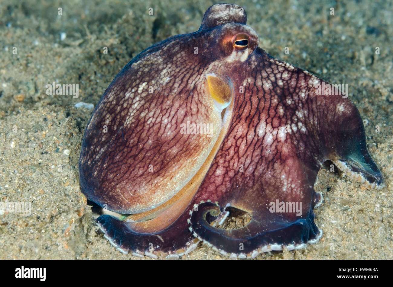 Coconut octopus, Amphioctopus marginatus, Anilao, Batangas, Philippines ...