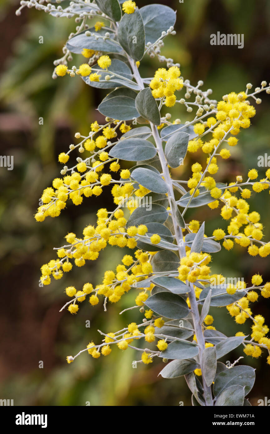 Pearl acacia (Acacia podalyriifolia) in bloom on natural background ...