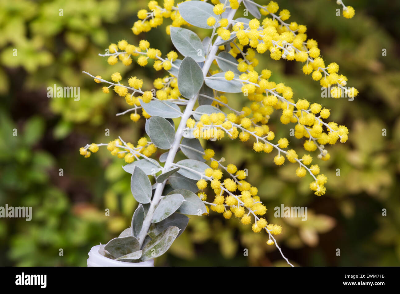 Pearl acacia (Acacia podalyriifolia) in bloom on natural background ...