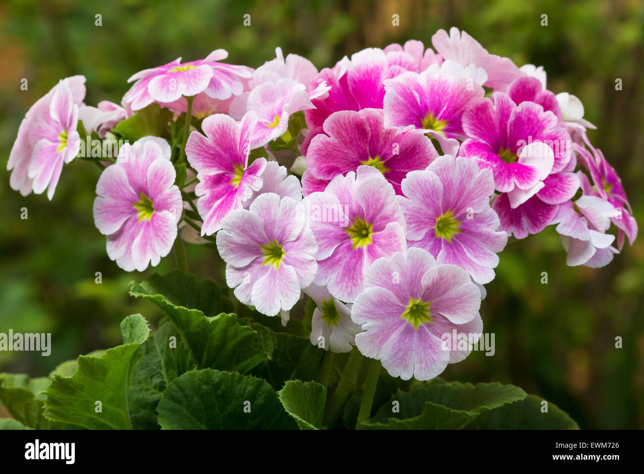 Close-up of pink Primula (Primula obconica) plant in bloom on natural ...