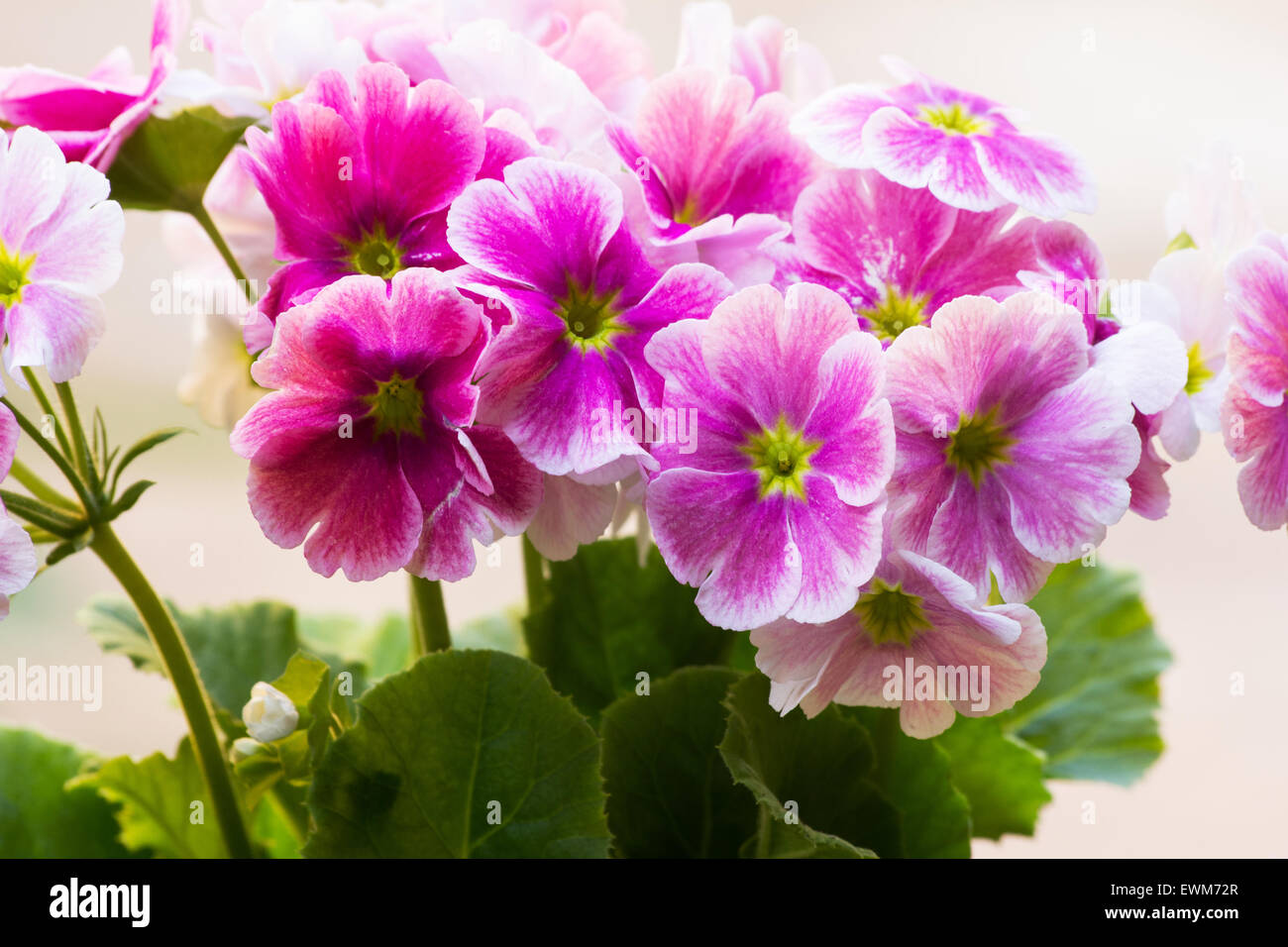 Close-up of pink Primula (Primula obconica) plant in bloom on creamy ...