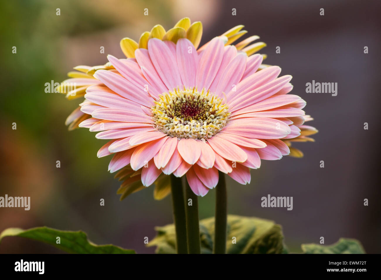 Gerbera plant hi-res stock photography and images - Alamy