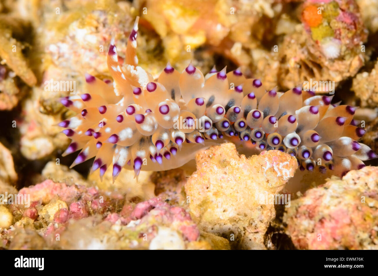 sea slug or nudibranch, Janolus tricellaroides, Anilao, Batangas ...