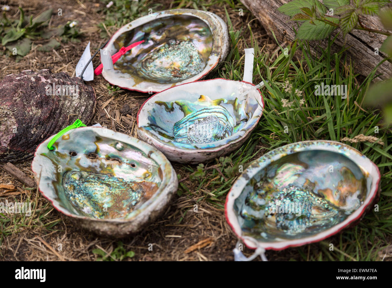 Abalone shells in Mendocino County, California Stock Photo - Alamy